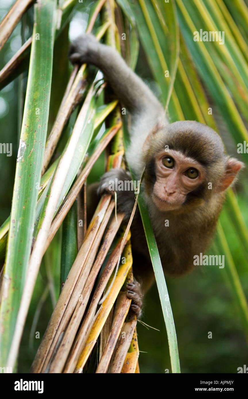 Monkey Island research park Hainan Province China Asia Stock Photo - Alamy