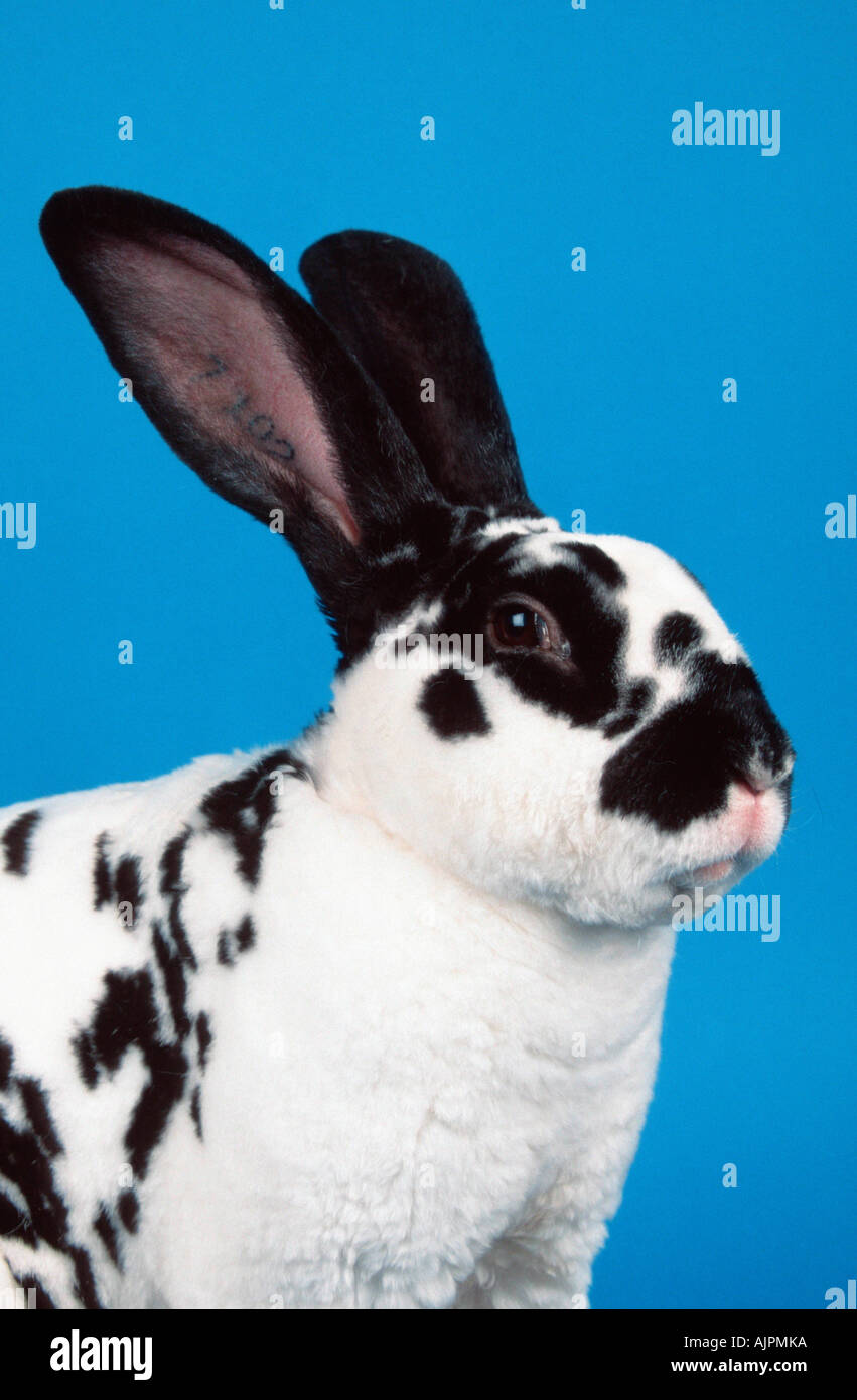 Black and white rex rabbit hi-res stock photography and images - Alamy
