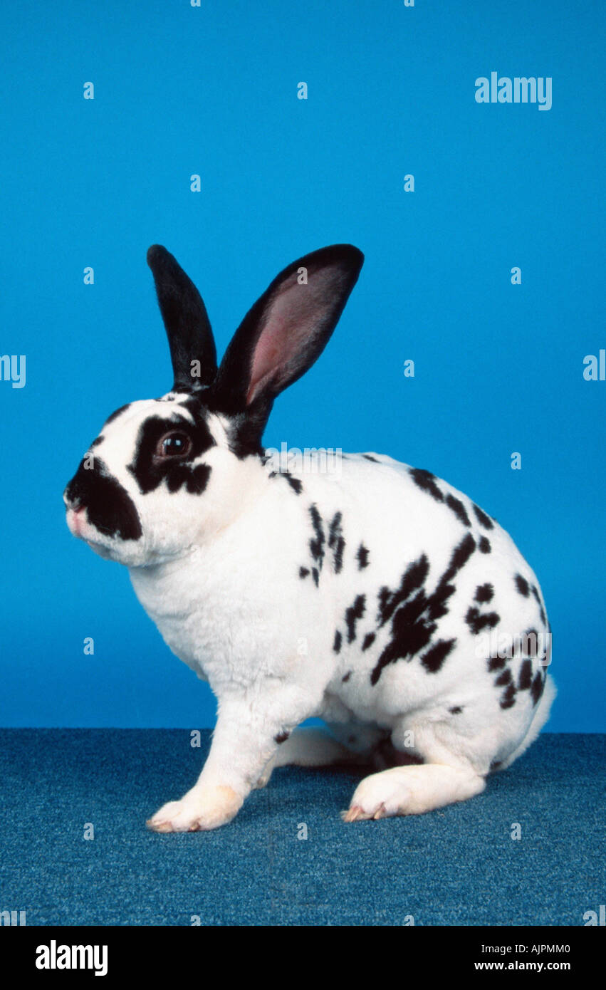 Black and white rex rabbit hi-res stock photography and images - Alamy