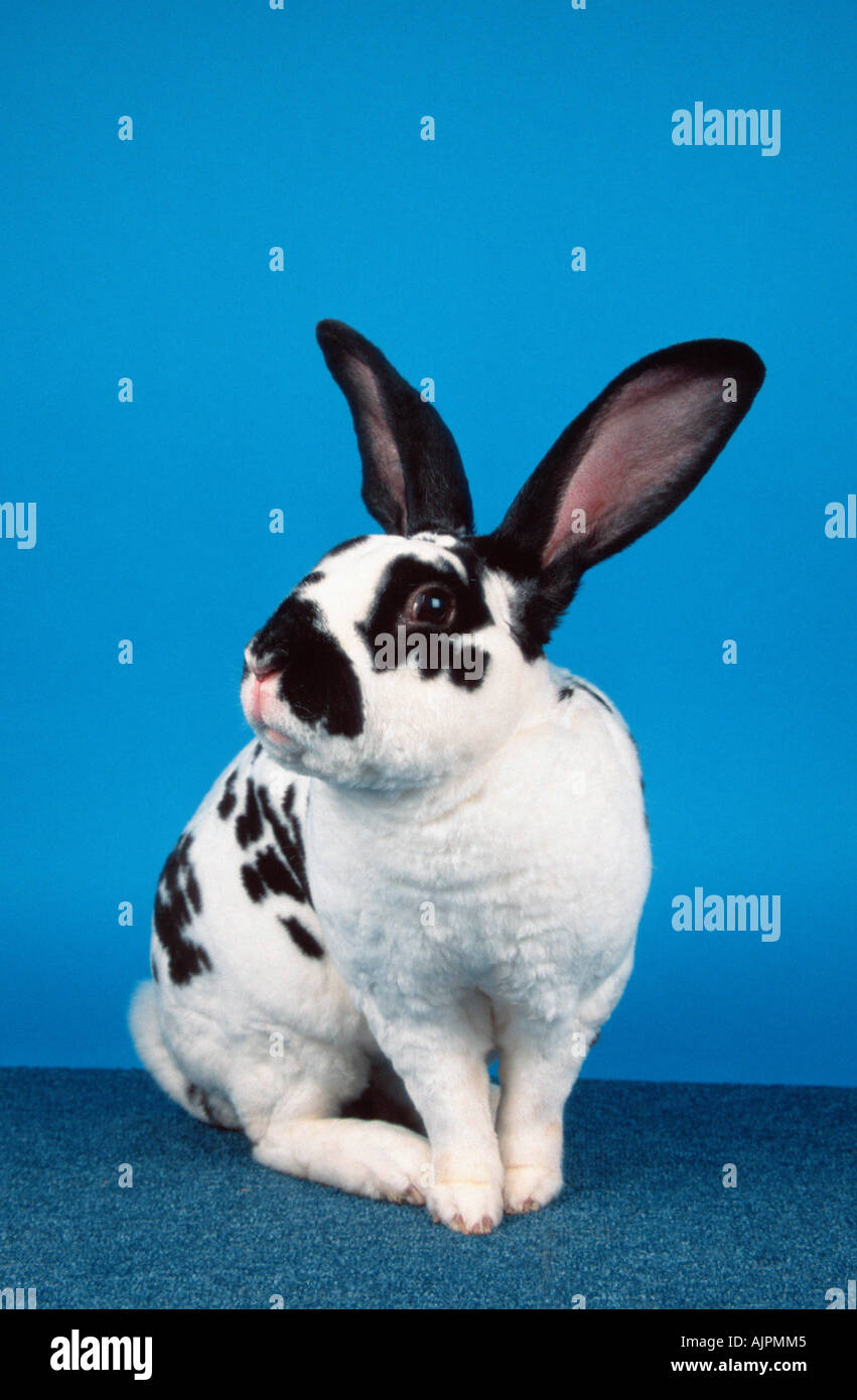 Rex studio hi-res stock photography and images - Alamy