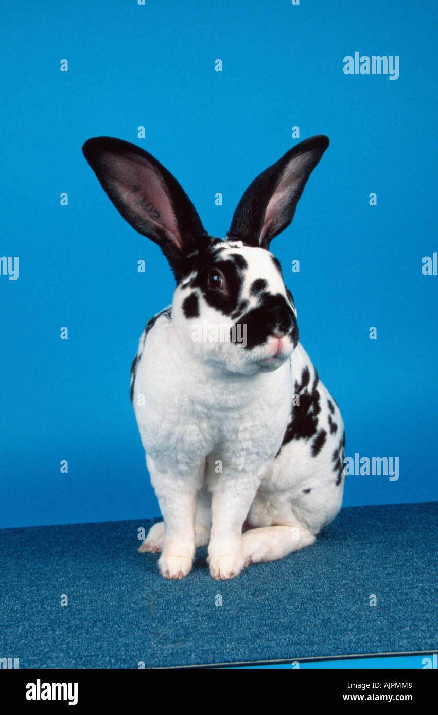 Black and white rex rabbit hi-res stock photography and images - Alamy