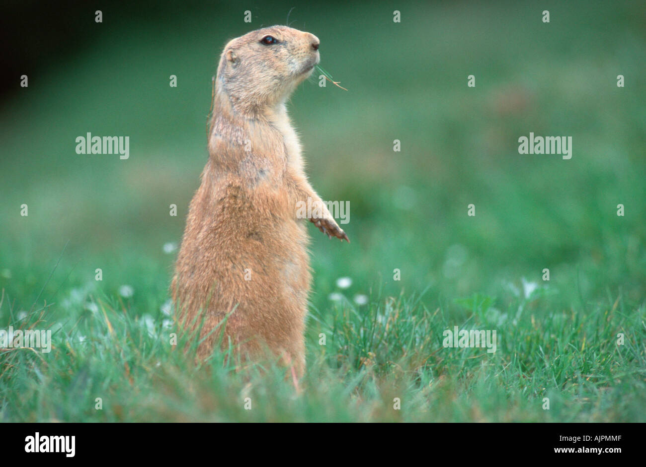 Black tailed Prairie Dog on guard Cynomys ludovicianus Stock Photo - Alamy
