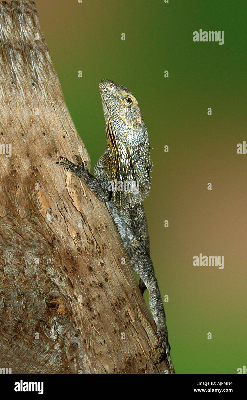 King s Lizard Chlamydosaurus kingii agamids Stock Photo - Alamy