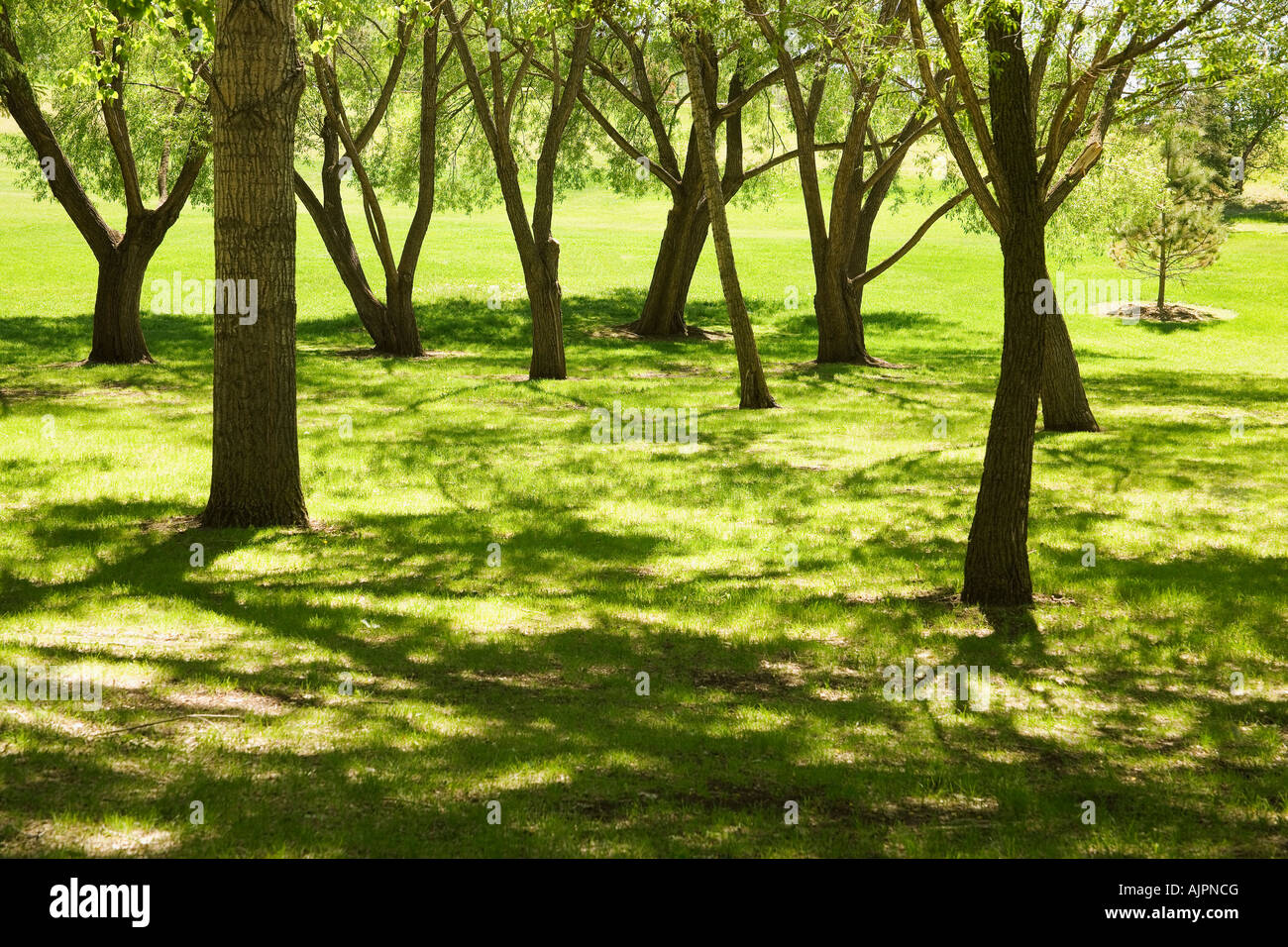 Trees in a park Stock Photo - Alamy