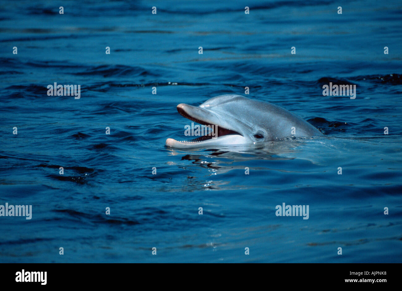 Bottlenose Dolphin Tursiops truncatus Stock Photo - Alamy