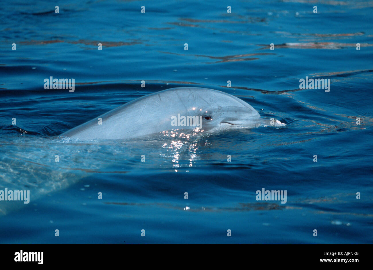 Bottlenose Dolphin Tursiops truncatus Stock Photo - Alamy