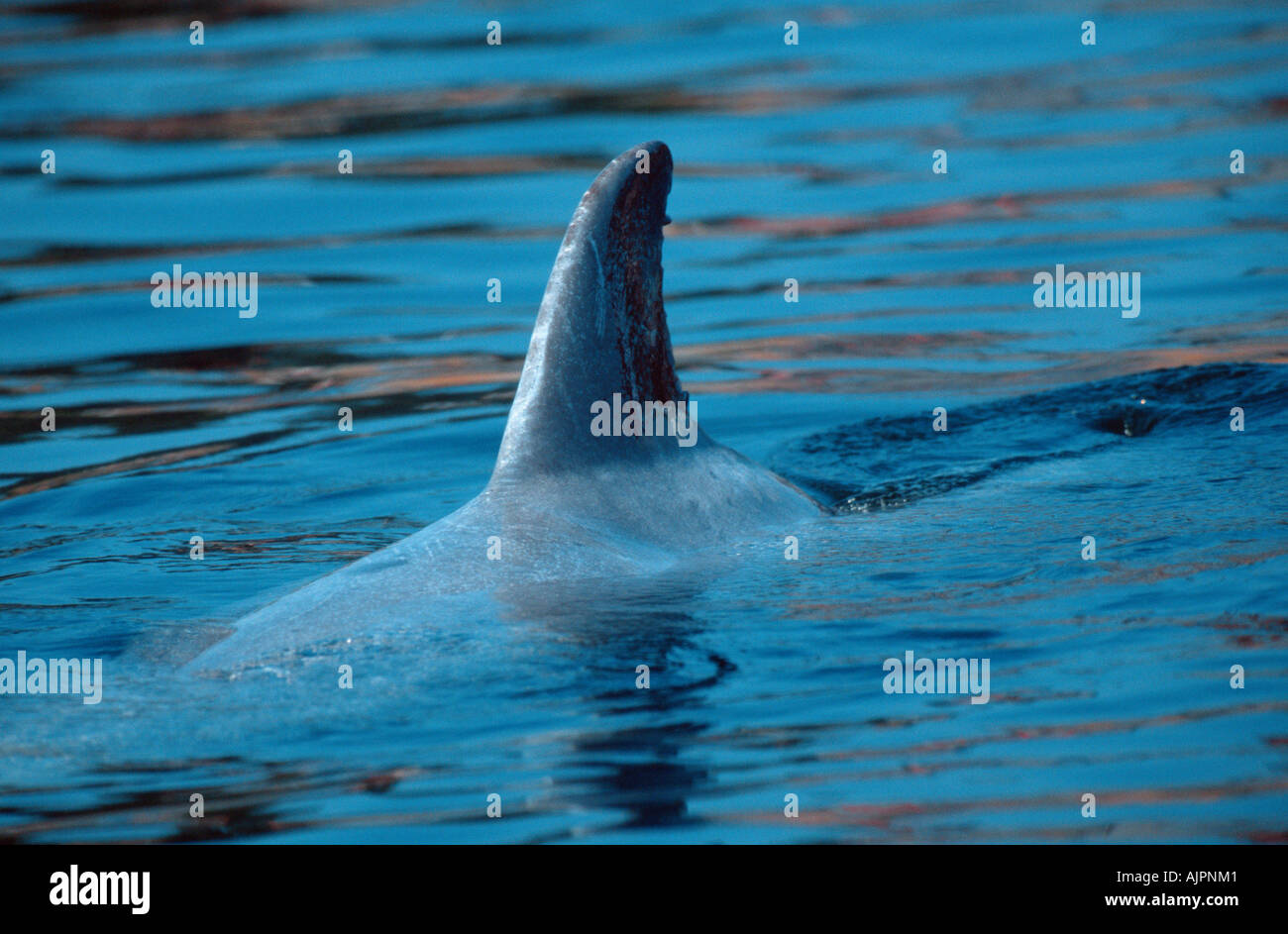 Dolphin back fin hi-res stock photography and images - Alamy