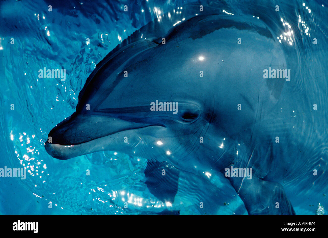 Bottlenose Dolphin Tursiops truncatus Stock Photo - Alamy