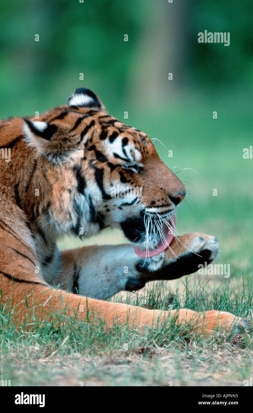 Tiger washing hi-res stock photography and images - Alamy