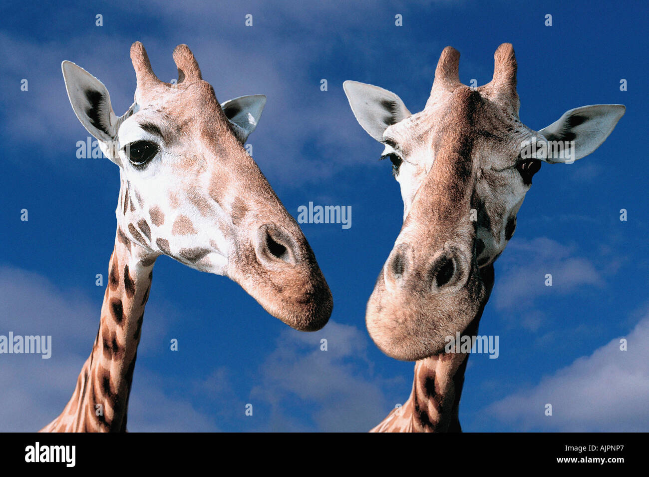 Giraffes Giraffa camelopardalis Stock Photo - Alamy