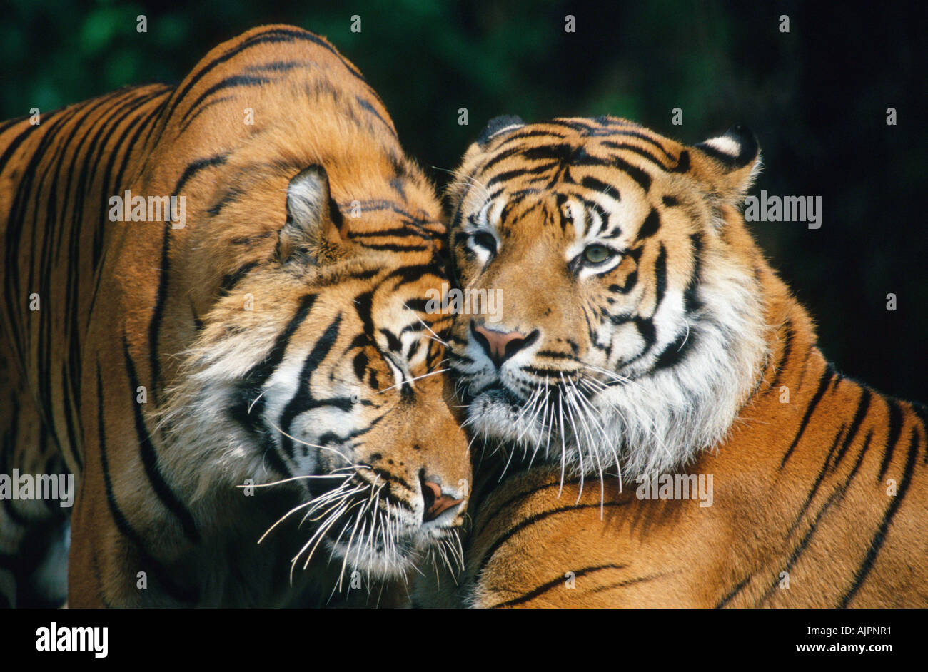 Tiger behaviour hi-res stock photography and images - Alamy