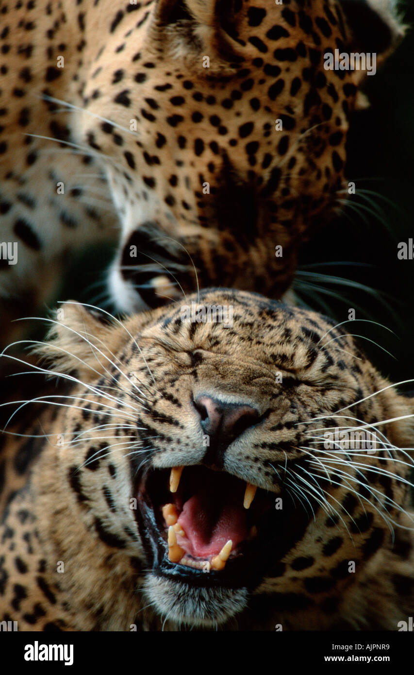 Mating pair of leopards hi-res stock photography and images - Alamy