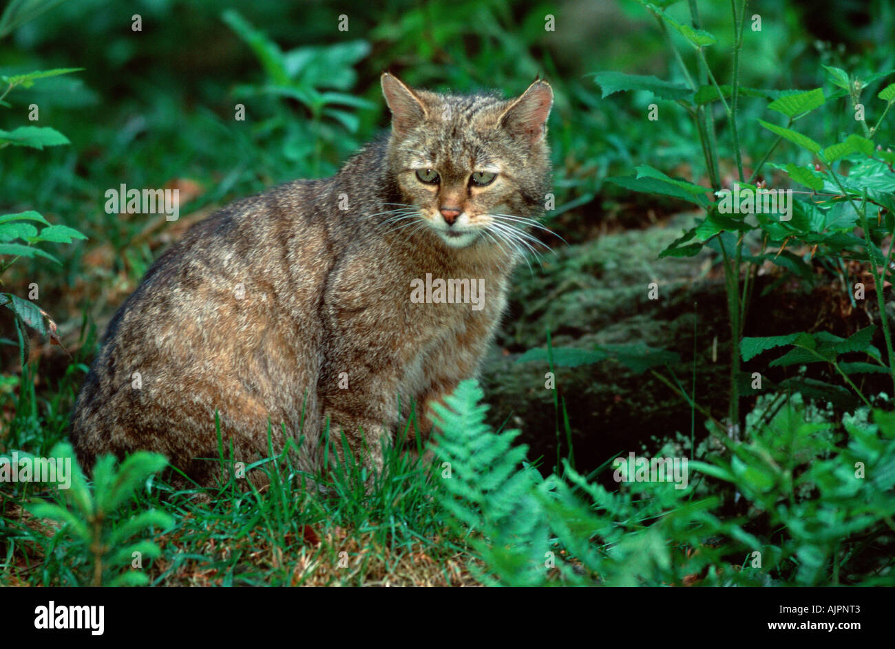 European Wildcat Felis silvestris Common Wildcat Stock Photo - Alamy