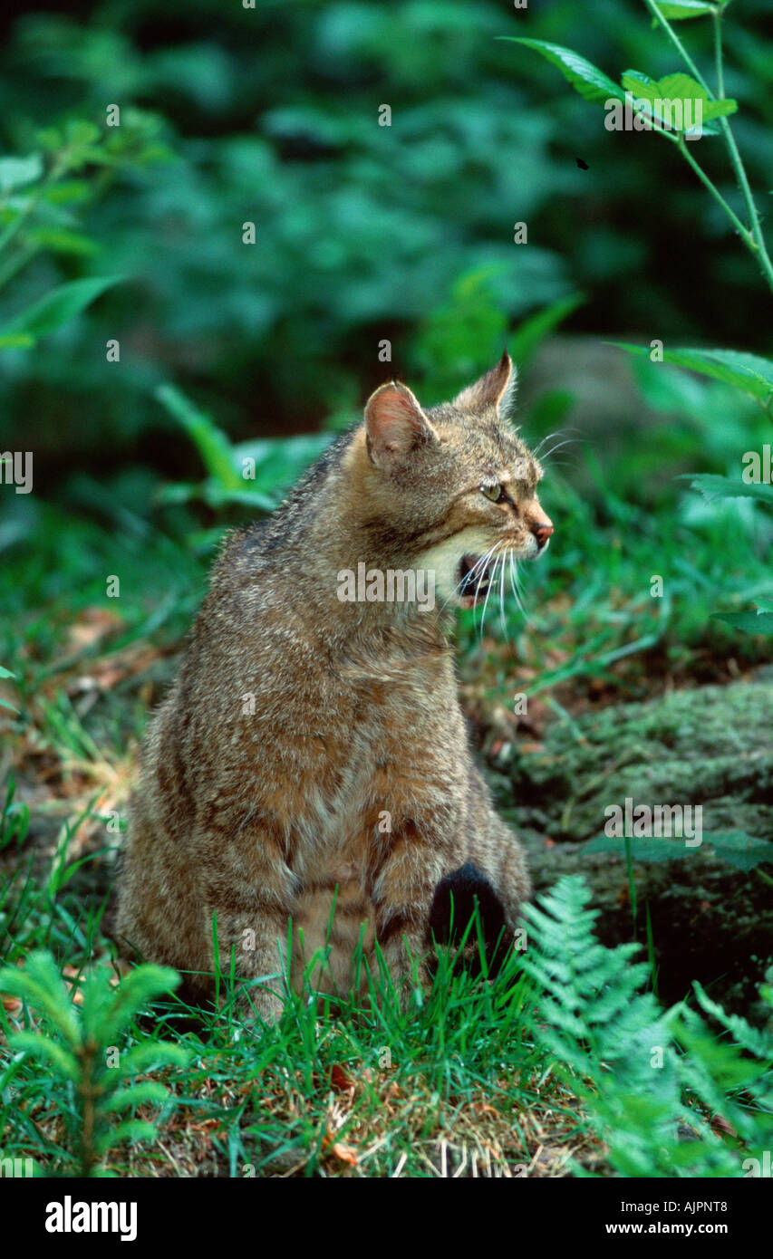 European Wildcat Felis silvestris Common Wildcat Stock Photo - Alamy
