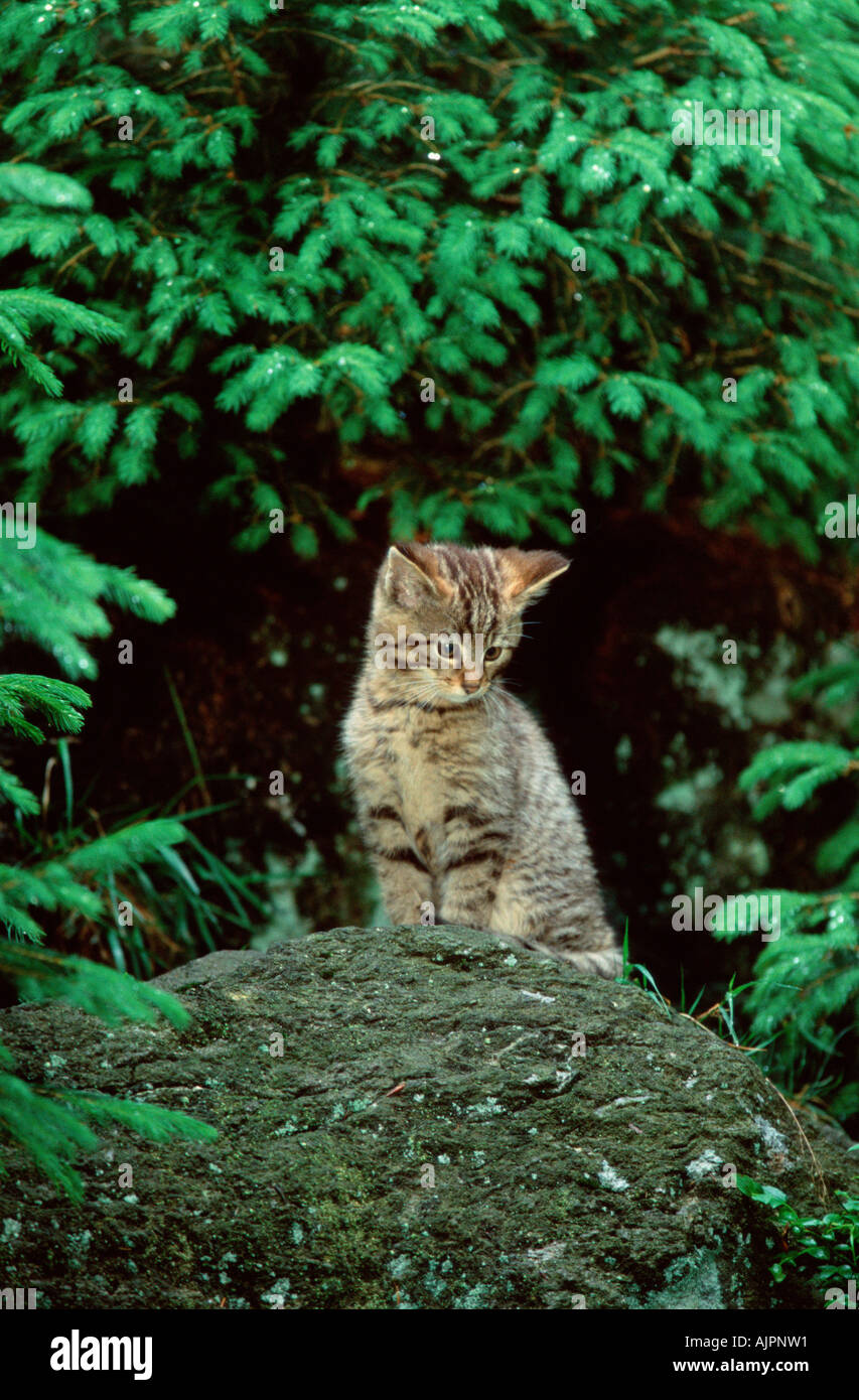 Young European Wildcat Felis silvestris Common Wildcat Stock Photo - Alamy