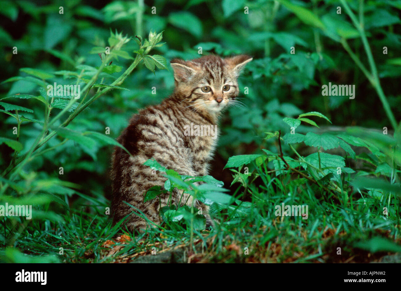 Young european wildcat felis hi-res stock photography and images - Alamy