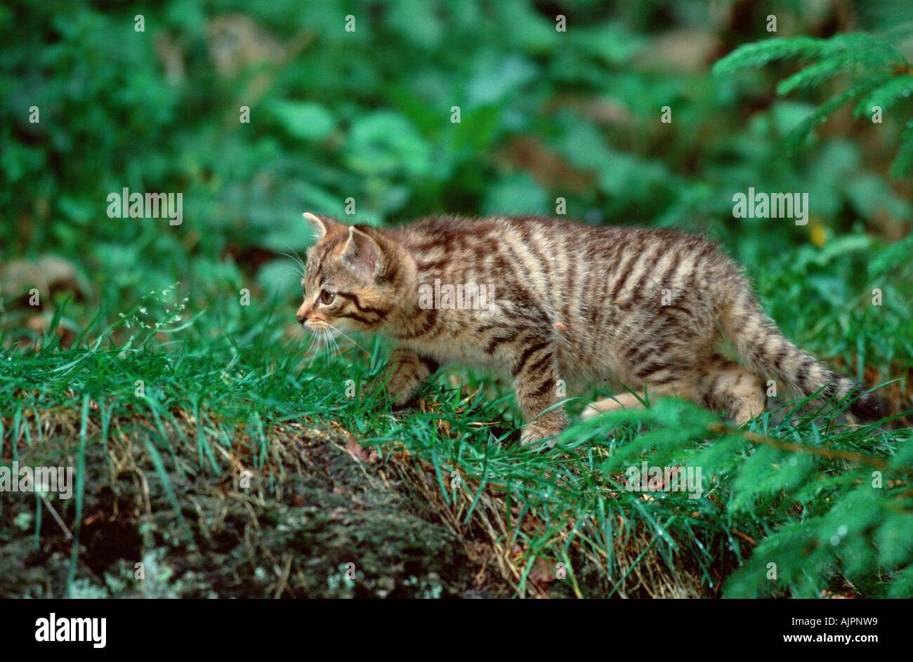 Young European Wildcat Felis silvestris Common Wildcat Stock Photo - Alamy