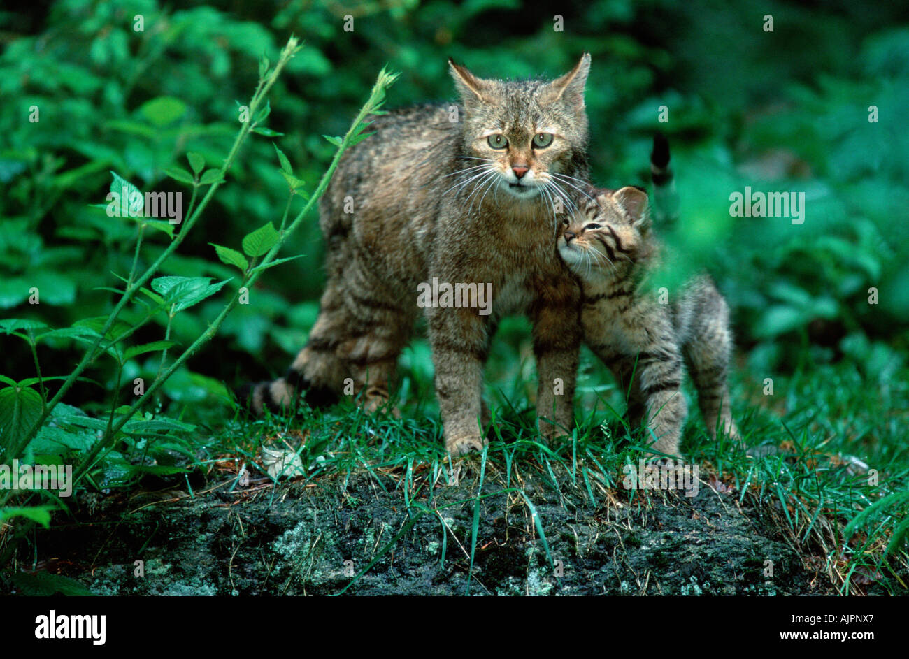European Wildcat with young Felis silvestris Common Wildcat Stock Photo ...