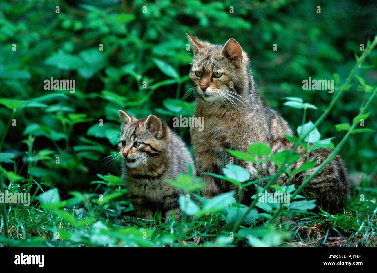 Young european wildcat sitting hi-res stock photography and images - Alamy
