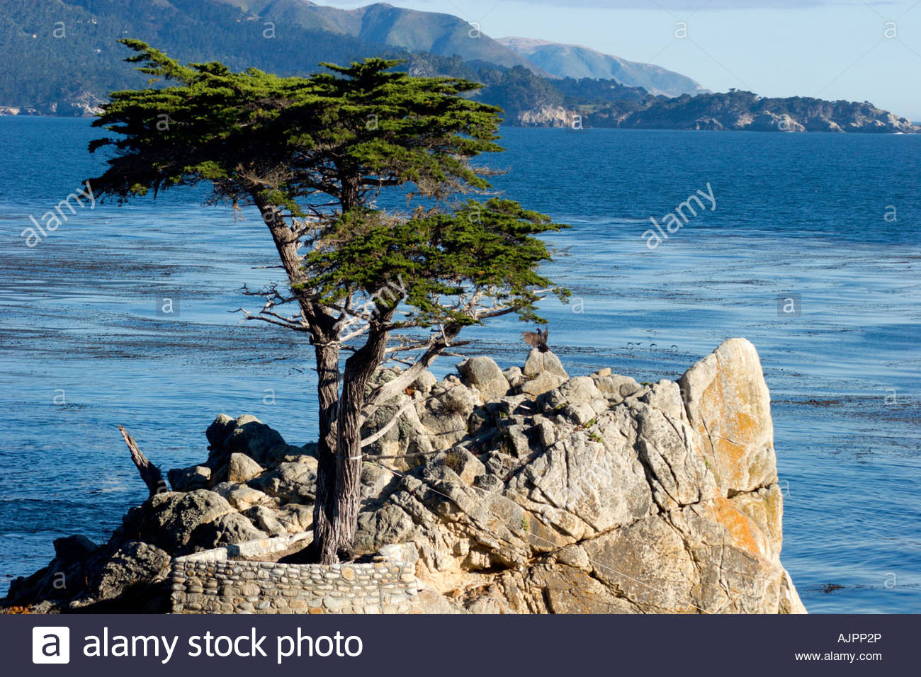 Monterey Cypress Tree Stock Photos & Monterey Cypress Tree Stock Images ...