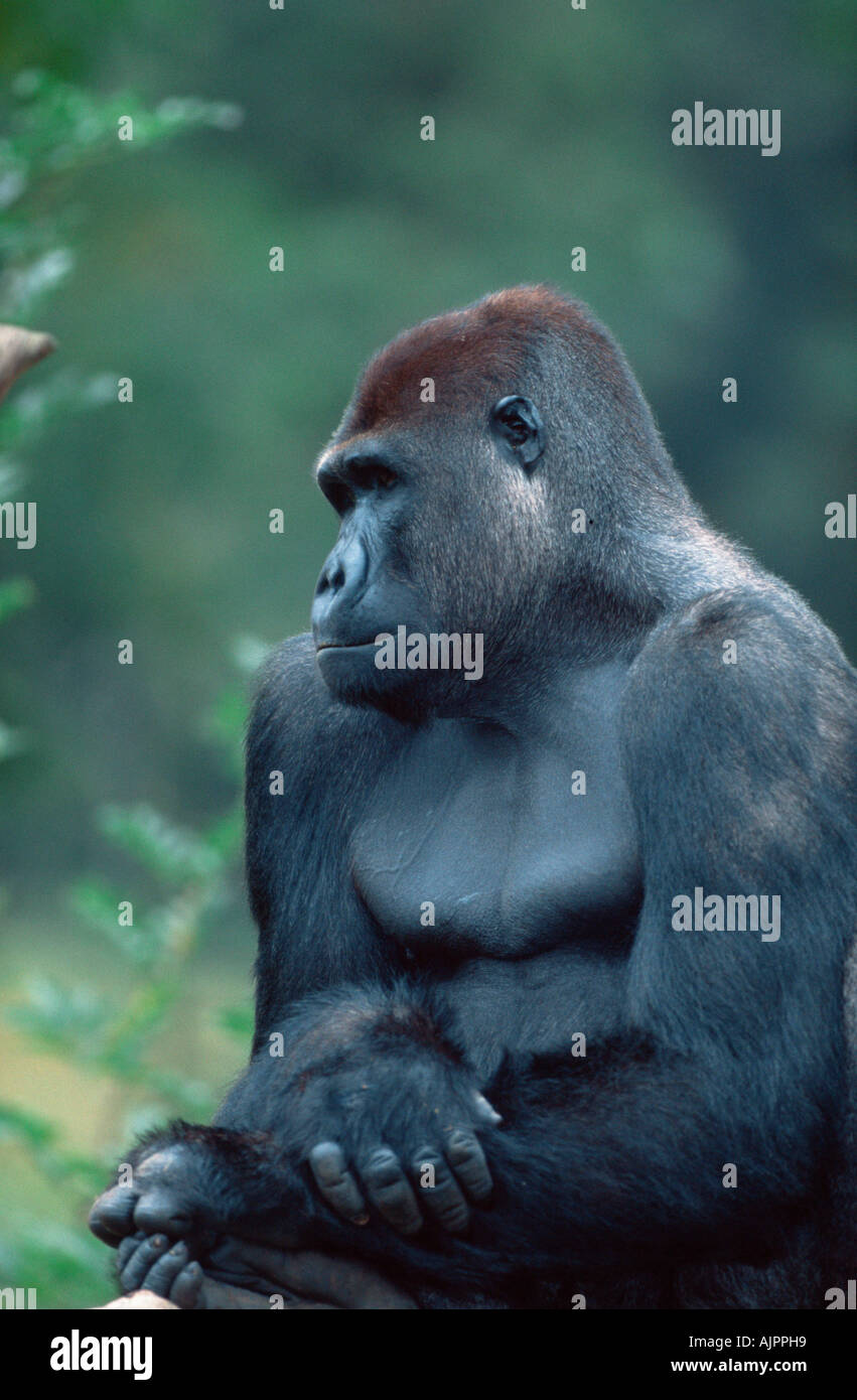 Western Gorilla silverback Gorilla gorilla gorilla Stock Photo - Alamy