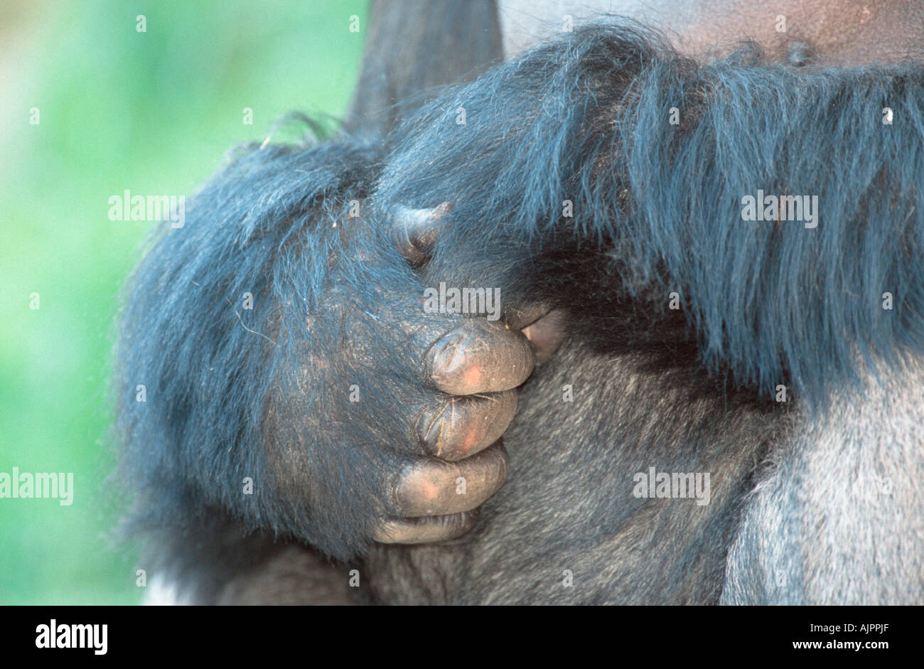 Western Gorilla silverback hands Gorilla gorilla gorilla Stock Photo ...