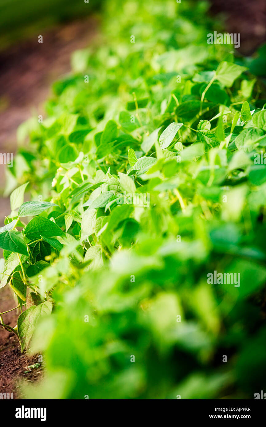 Leafyplant hi-res stock photography and images - Alamy