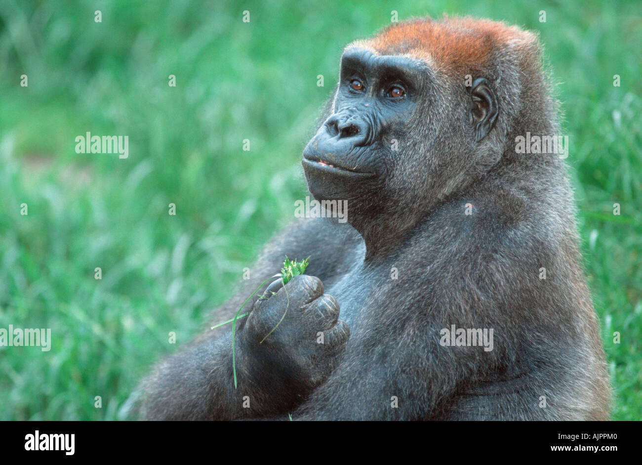 Western Gorilla female Gorilla gorilla gorilla Stock Photo - Alamy