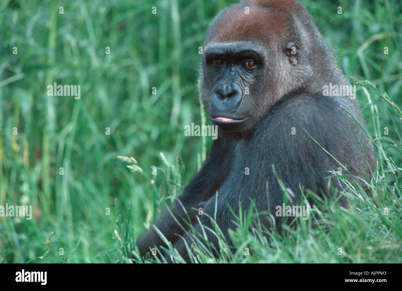 Western Gorilla female Gorilla gorilla gorilla Stock Photo - Alamy