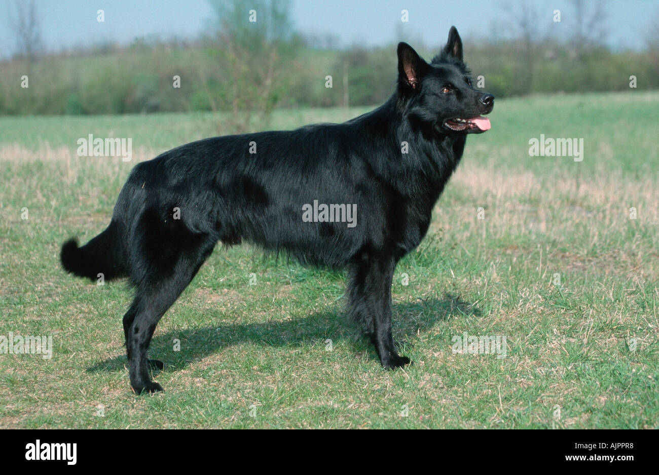 Old German Sheepdog side Stock Photo - Alamy