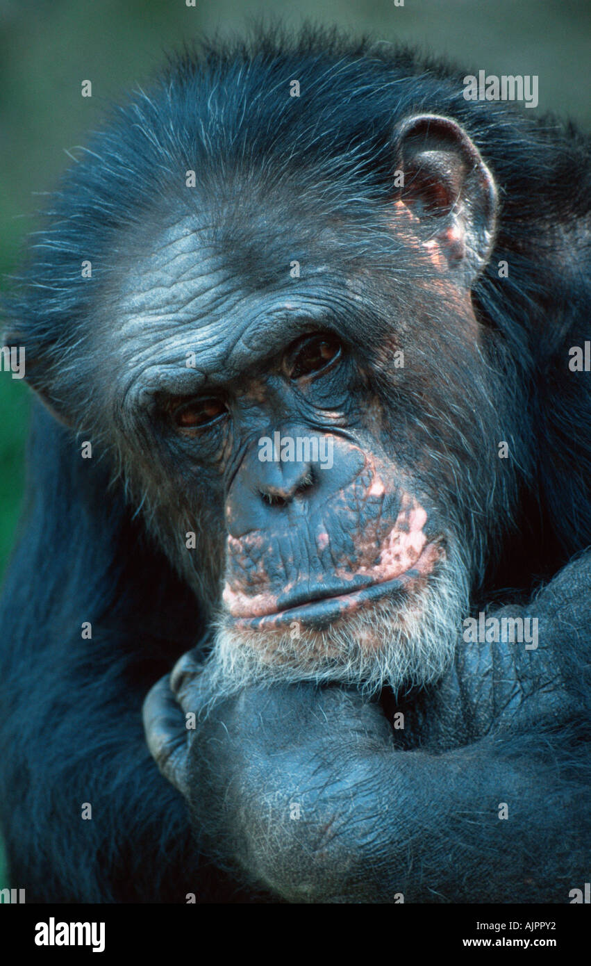 Chimpy chimpies chimpanzee hi-res stock photography and images - Alamy