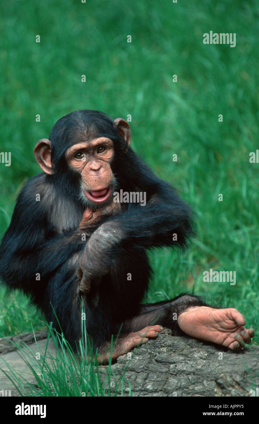 Chimpy chimpies chimpanzee hi-res stock photography and images - Alamy