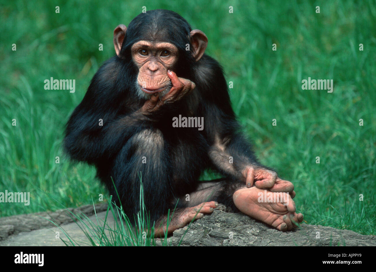 Chimpy chimpies chimpanzee hi-res stock photography and images - Alamy