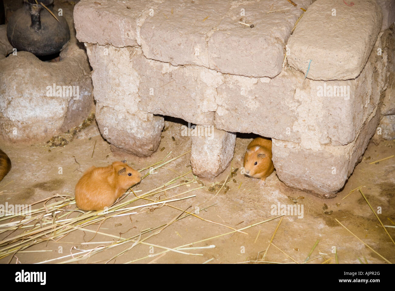Guinea pigs at the Andean Roots Eco Village at the Inca Utama Hotel on ...