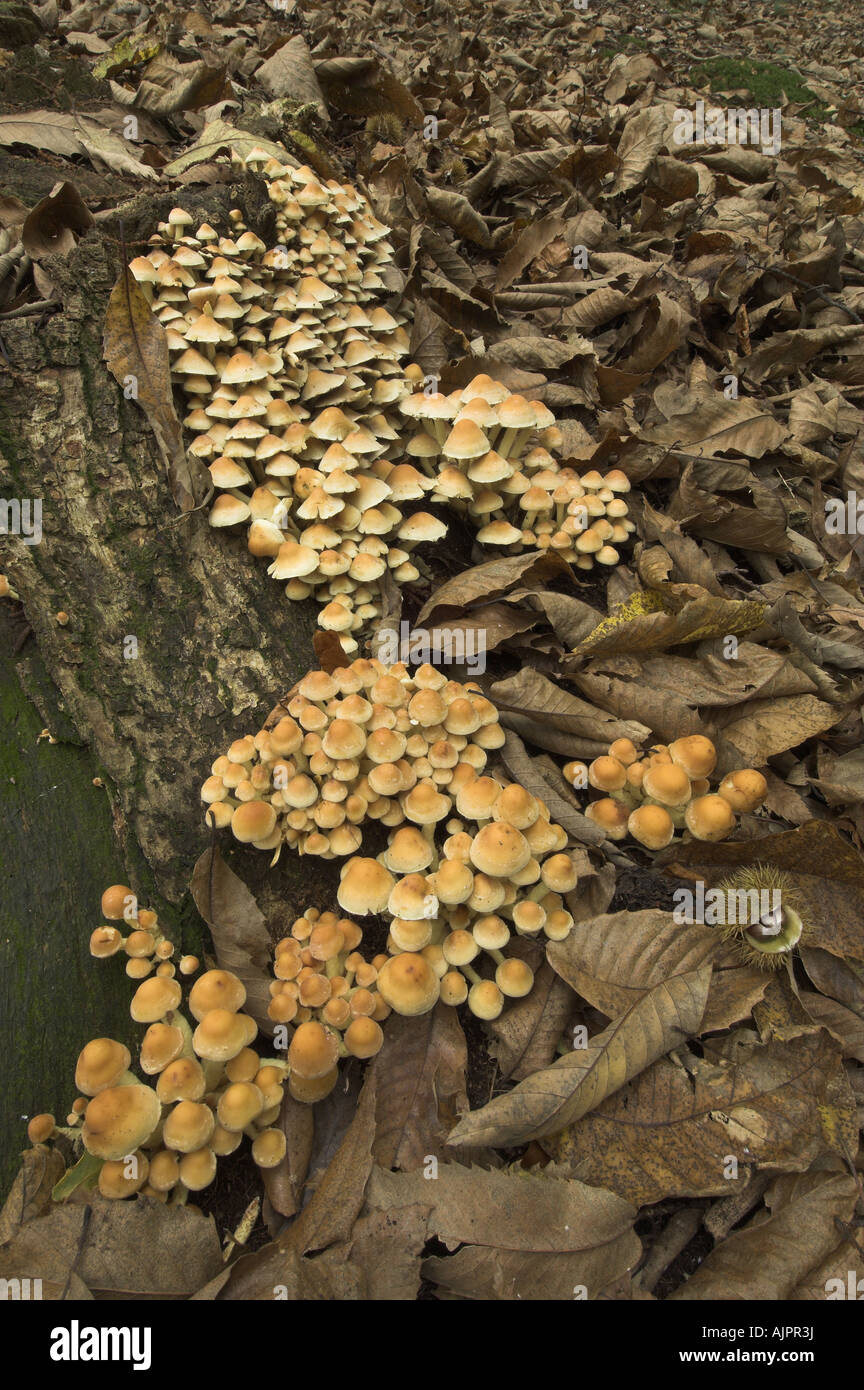Large group woodland fungi hi-res stock photography and images - Alamy