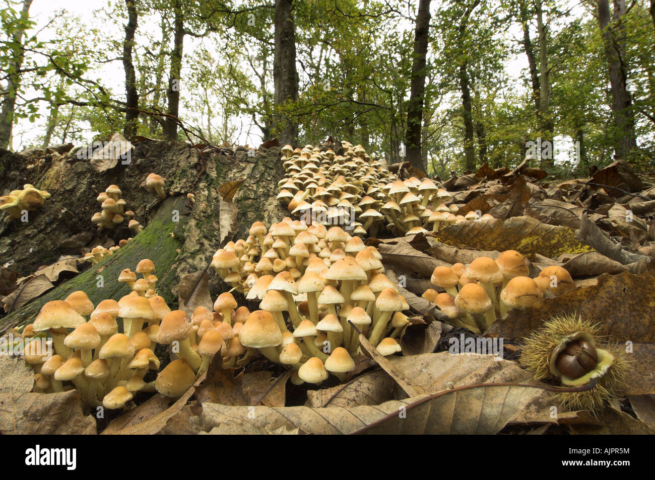 Woodland fungi hi-res stock photography and images - Alamy