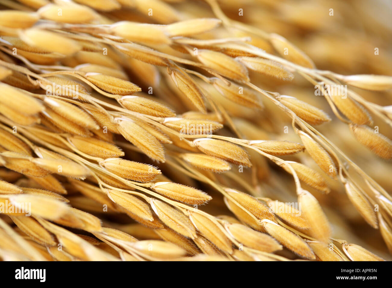 Full frame shot paddy hi-res stock photography and images - Alamy