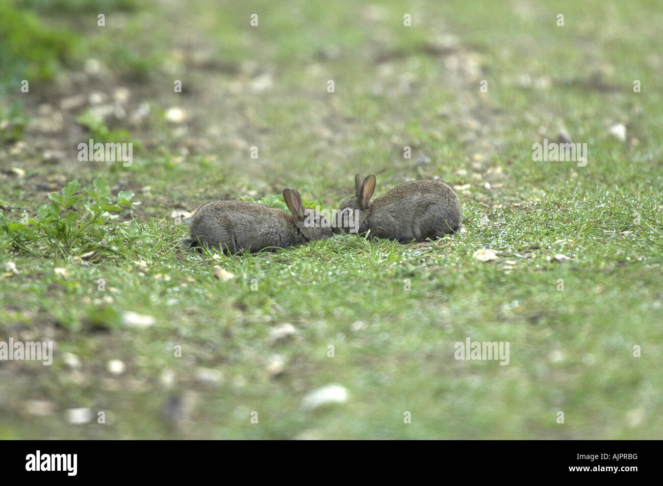 Field of rabbits hi-res stock photography and images - Alamy