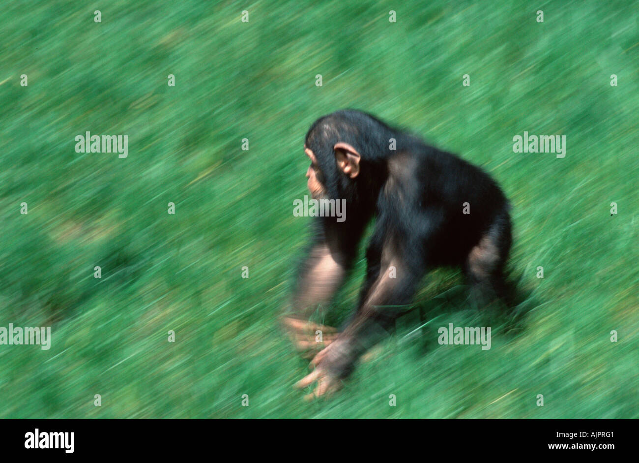 Running chimpanzee hi-res stock photography and images - Alamy