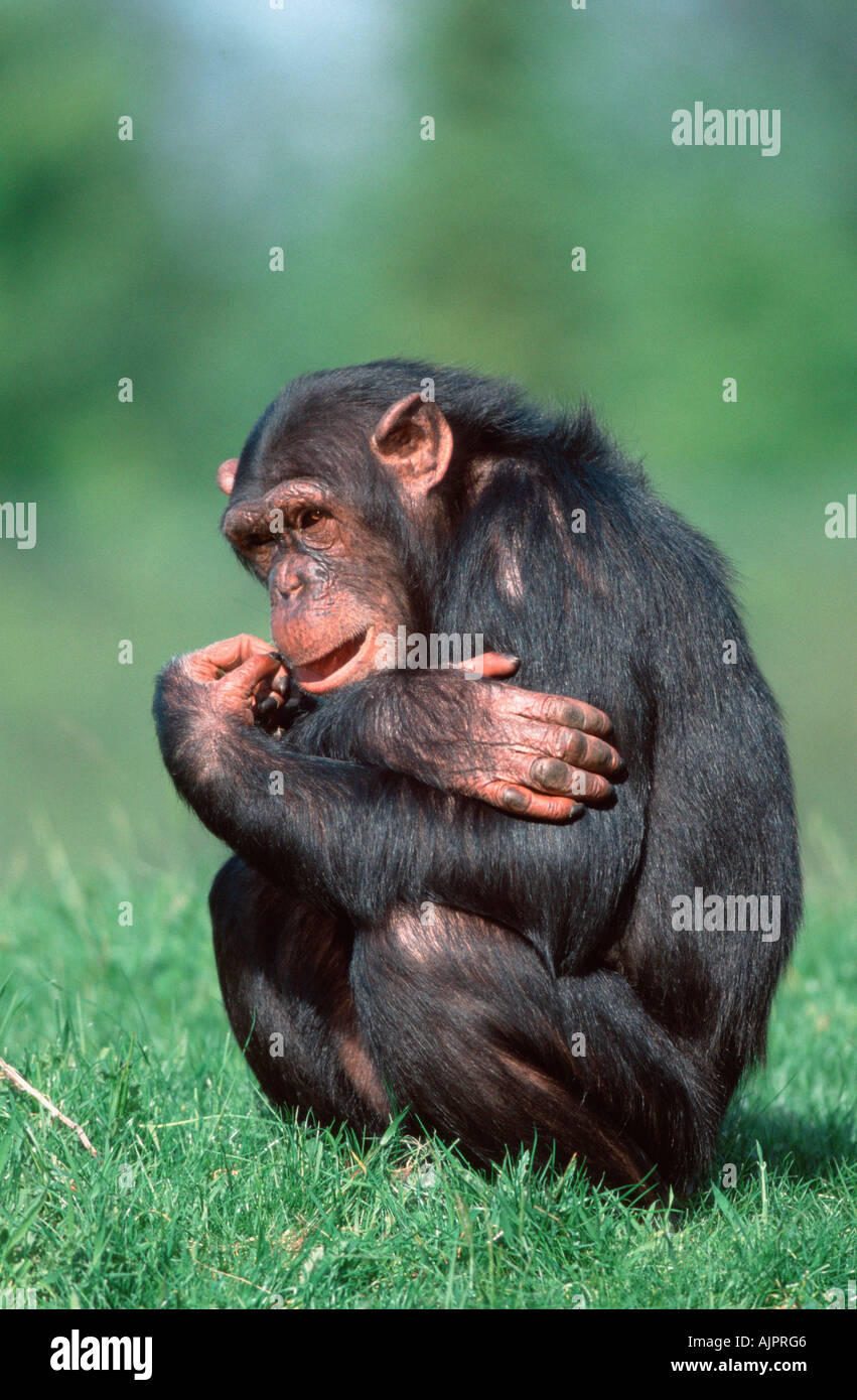 Chimpies hi-res stock photography and images - Alamy