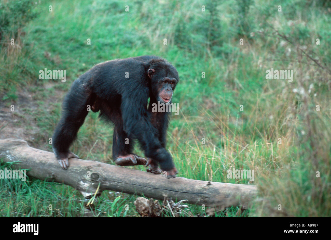 Running chimpanzee hi-res stock photography and images - Alamy