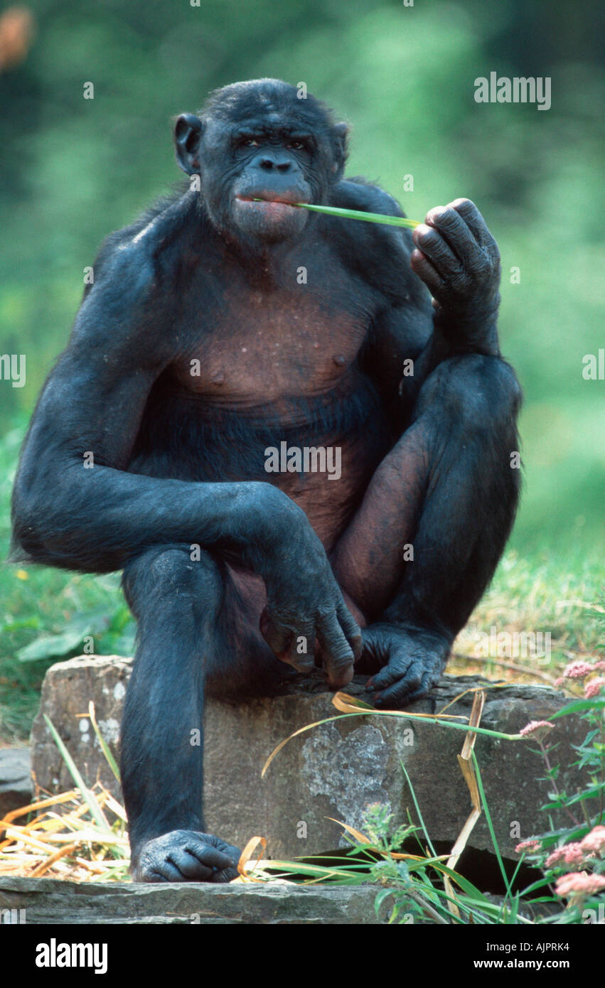 Bonobo male Pan paniscus Pygmy Chimpanzee Stock Photo - Alamy