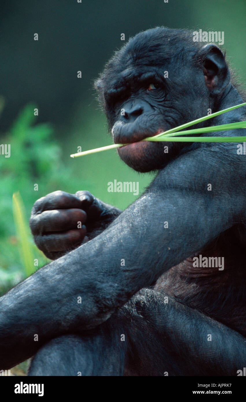 Bonobo male Pan paniscus Pygmy Chimpanzee Stock Photo - Alamy