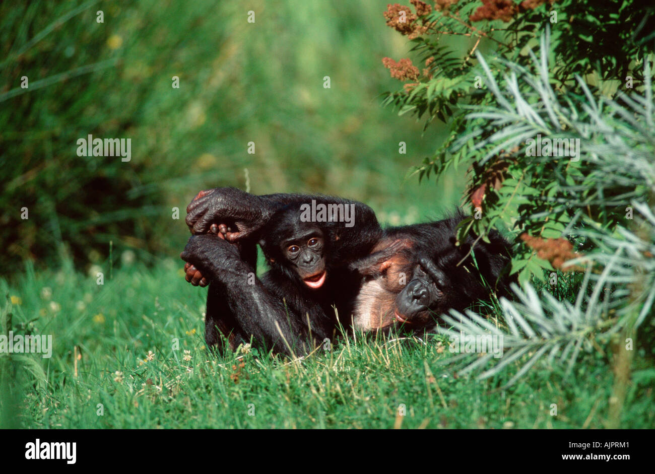Bonobos female with young Pan paniscus Pygmy Chimpanzee Stock Photo - Alamy