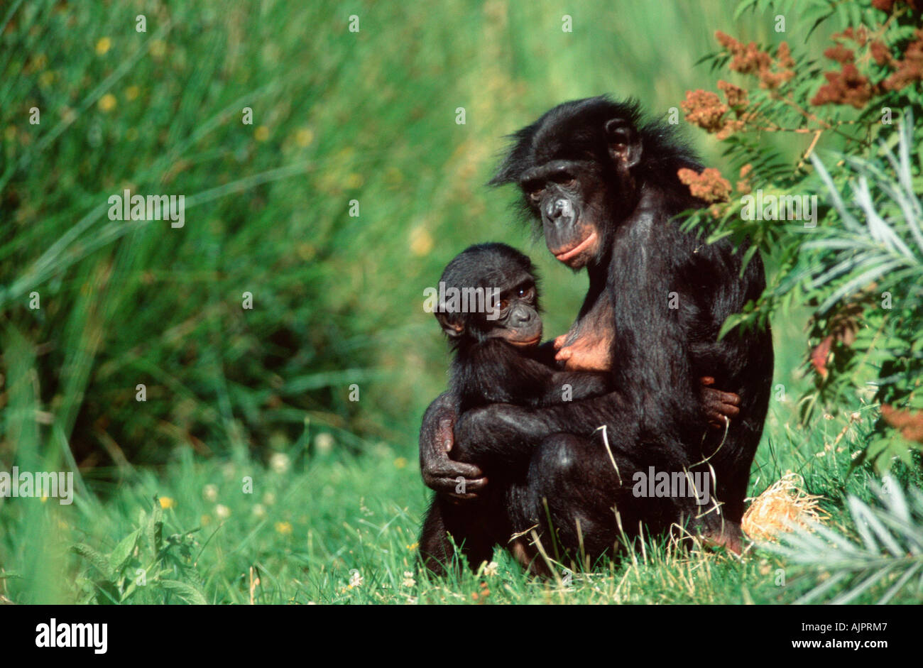 Bonobos female with young Pan paniscus Pygmy Chimpanzee Stock Photo - Alamy