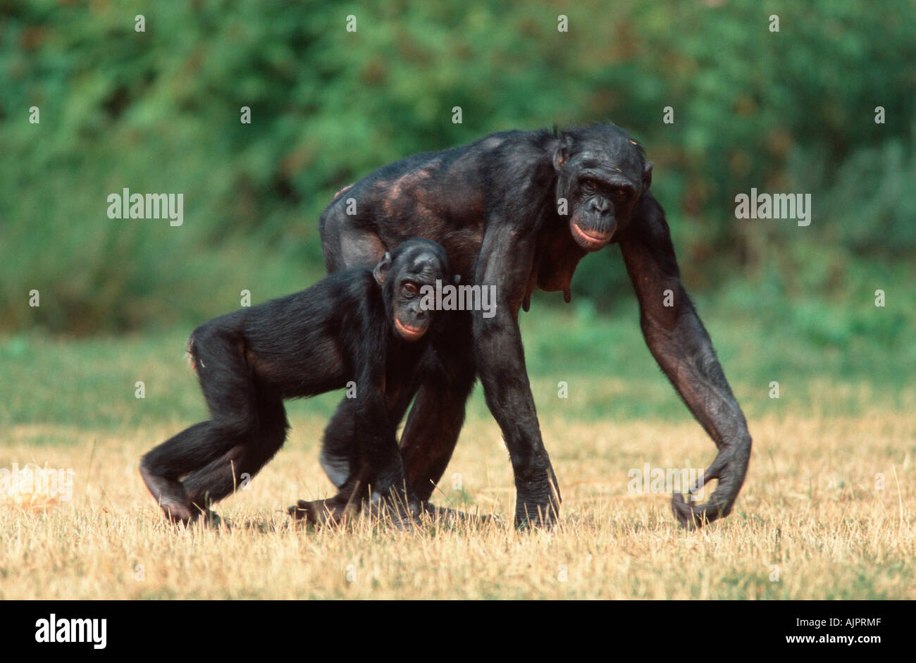 Bonobos female with young Pan paniscus Pygmy Chimpanzee Stock Photo - Alamy