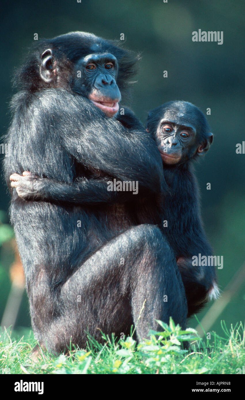 Bonobos female with young Pan paniscus Pygmy Chimpanzee Stock Photo - Alamy