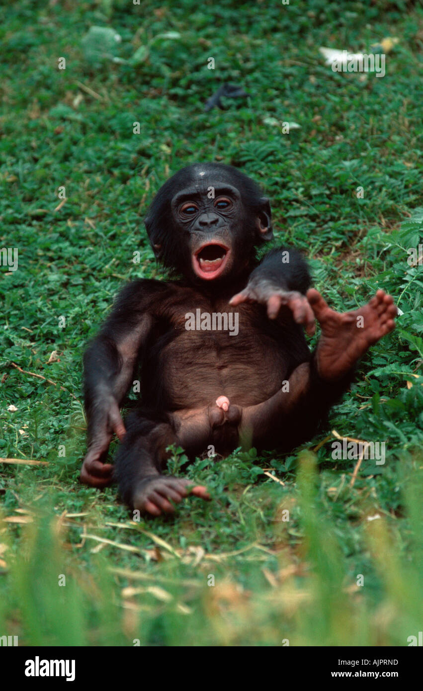 Young Bonobo Pan paniscus Pygmy Chimpanzee Stock Photo - Alamy