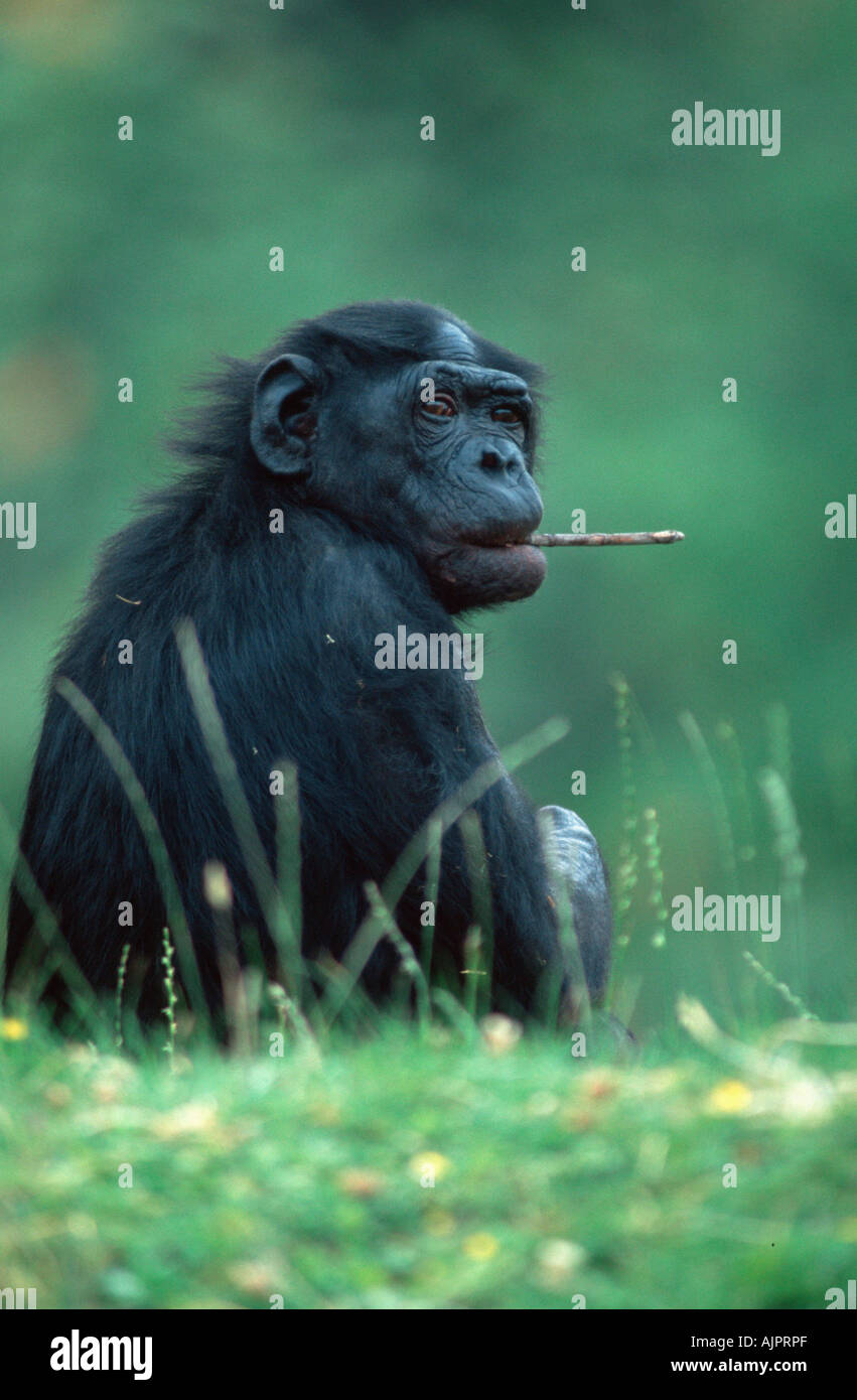 Bonobo female Pan paniscus Pygmy Chimpanzee Stock Photo - Alamy
