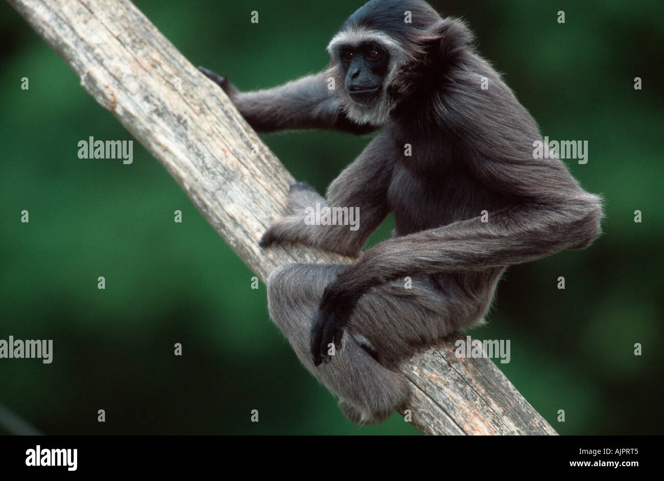 Müeller's gibbon hi-res stock photography and images - Alamy